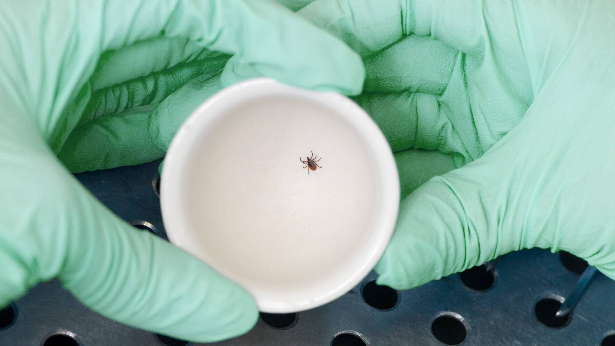 Maladies dues aux tiques • piqure-de-tique.ch