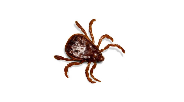 Espèces de tiques: quels sont les types de tiques? • piqure-de-tique.ch