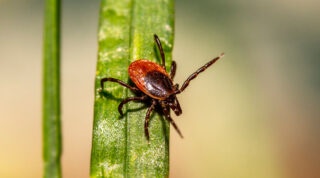 Tiques: à quoi ressemble une tique? • piqure-de-tique.ch